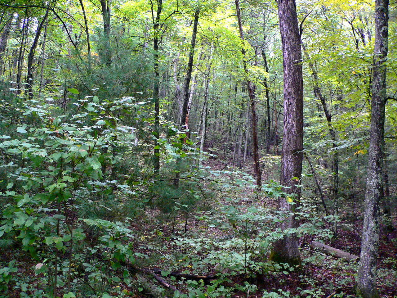 Index of /images/wallpaper